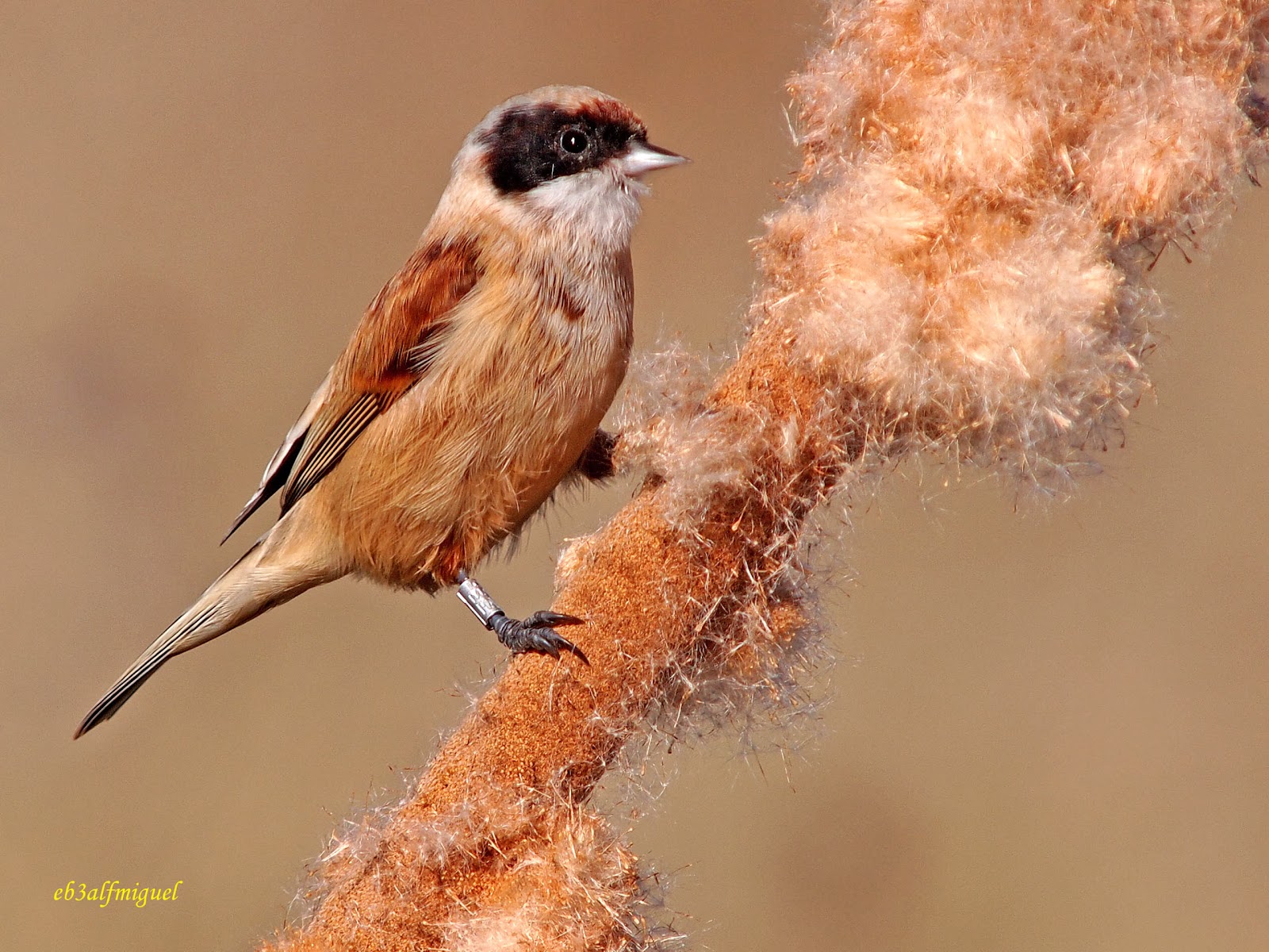 Miguel fotografia: Pájaro moscón europeo (Remiz pendulinus)