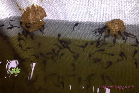 Andy Farm Cileduk: Pakan Larva/benih Pengganti Cacing Sutera (CaSut)