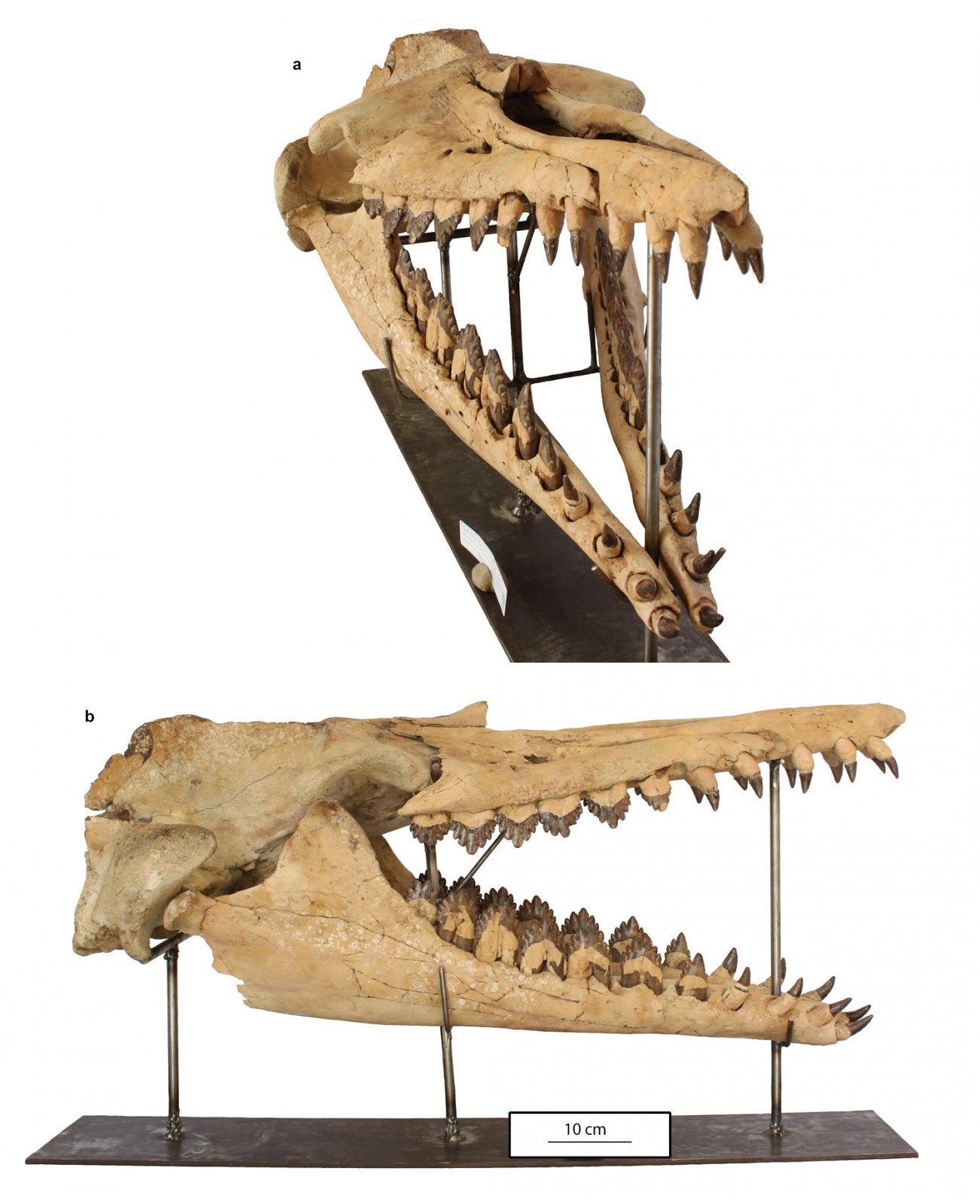 Species New to Science: [PaleoMammalogy • 2017] Coronodon havensteini ...
