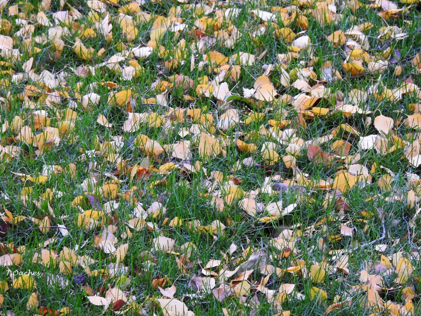 PASARI DIN ROMANIA: SITAR DE PADURE, Scolopax rusticola