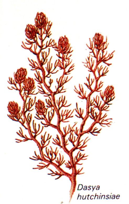 A la palestra : Dasya hutchinsiae