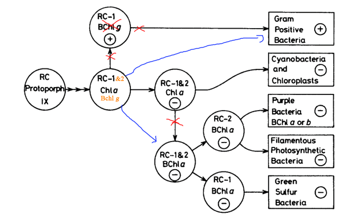 Tanai's Science Blog: 1. Evolution of BchC: an enzyme required for the ...