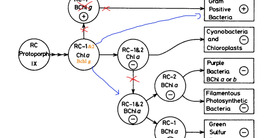 Tanai's Science Blog: 1. Evolution of BchC: an enzyme required for the ...