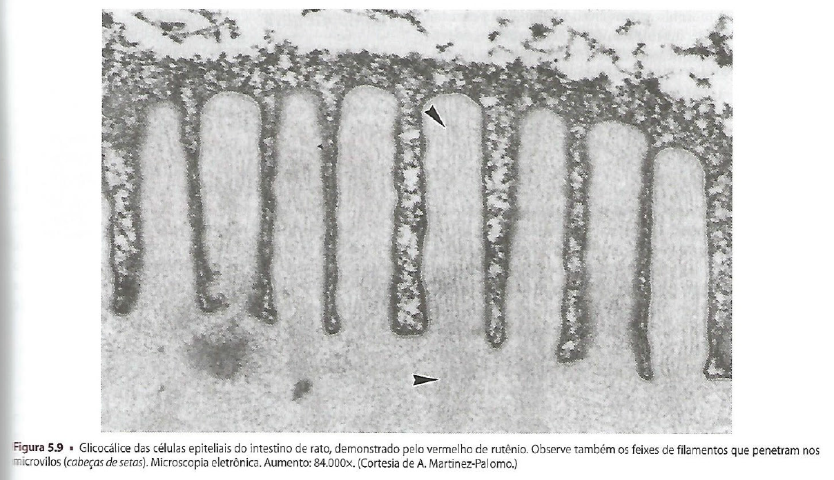 Glicocálice das células epiteliais do intestino de rato