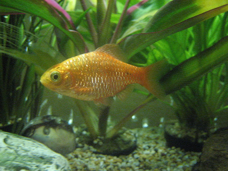 List of all fishes with all information, pictures and videos: Rosy barb ...