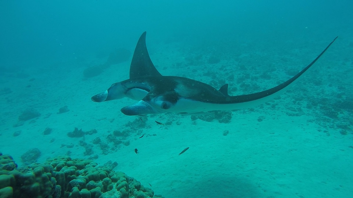 ONOTOA: Maupiti Mantas