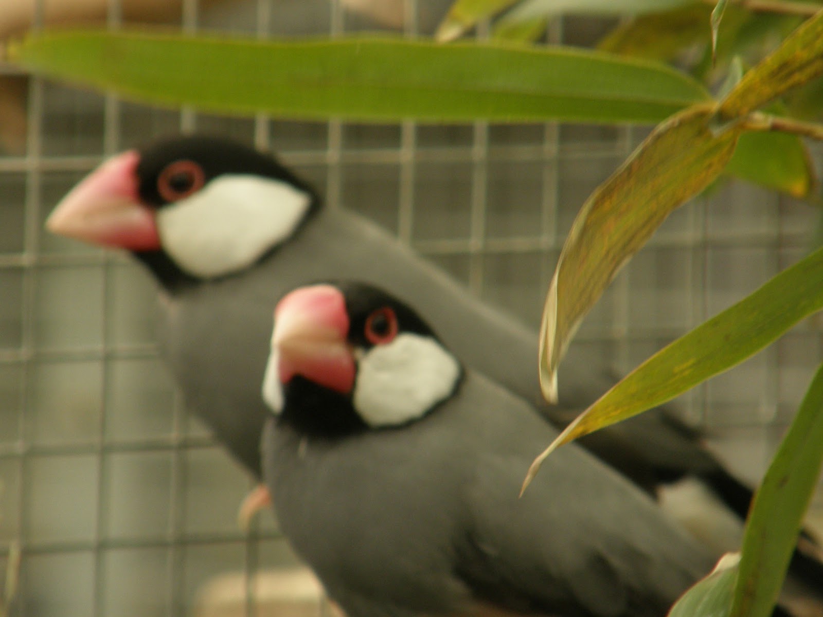 Volière 02 - Les paddas