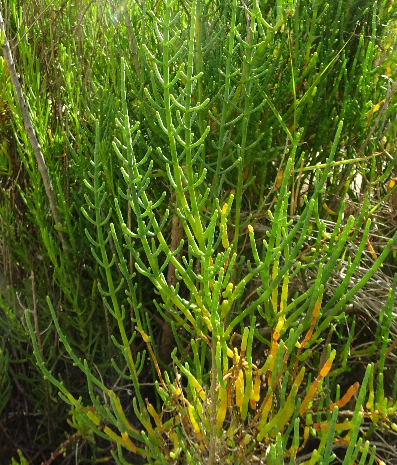 HERBARIO VIRTUAL DE BANYERES DE MARIOLA Y ALICANTE: Salicornia ...