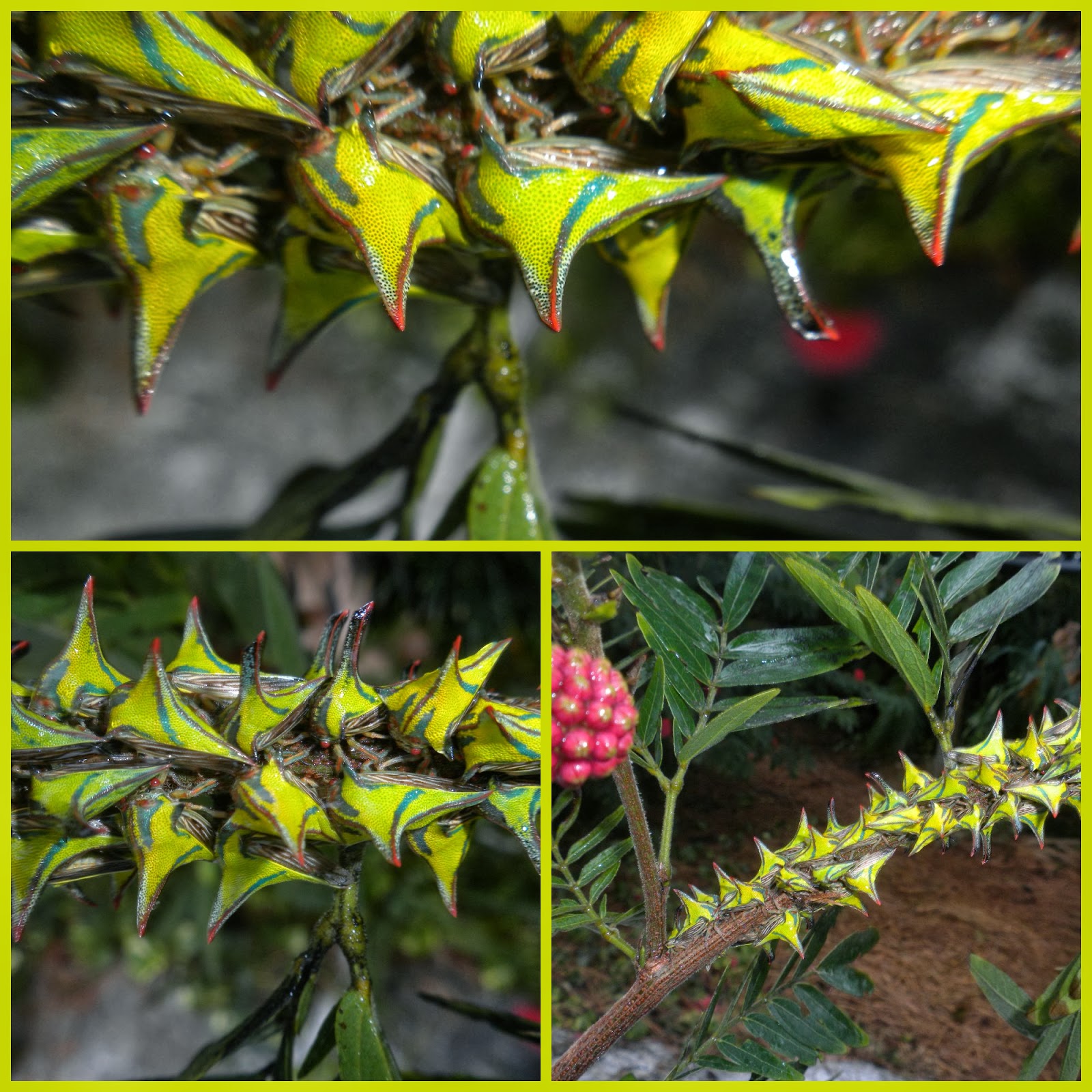 MadSnapper: Umbonia crassicornis