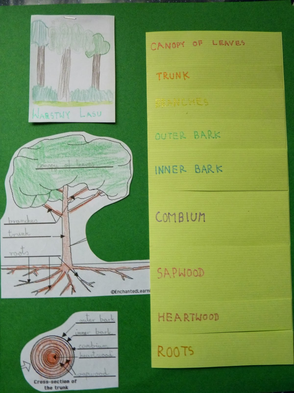 Lapbook o drzewach - Leaves Lapbook