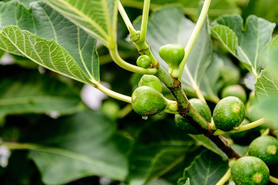 cavlomellino: LA PIANTA DI FICO