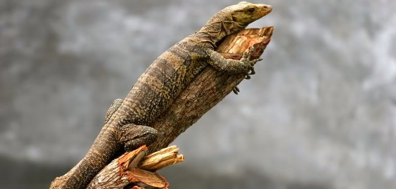 Jenis - jenis atau Macam - macam Varanidae / Varanus / Varanatic ...