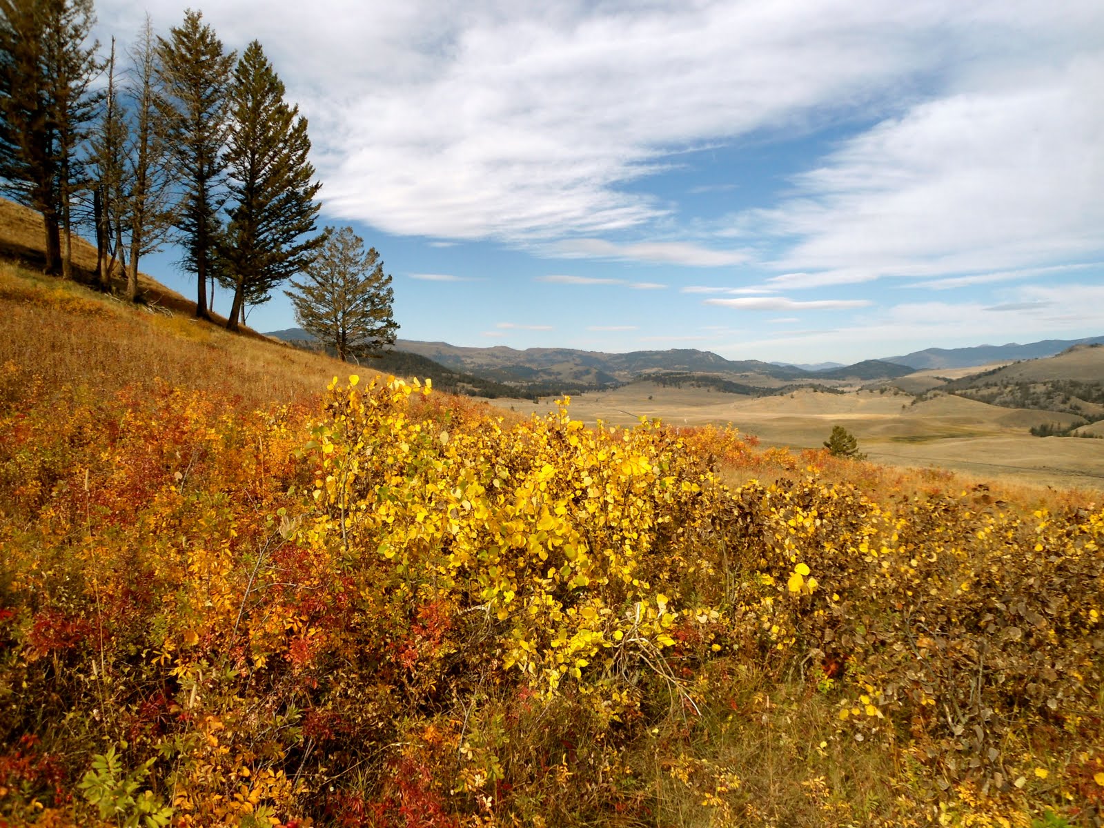 Furr: fall in yellowstone