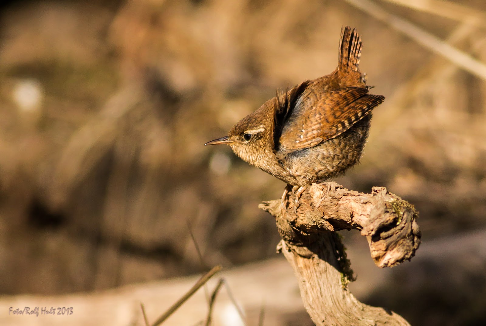 FotoHulten :-): Småfugler og grevling