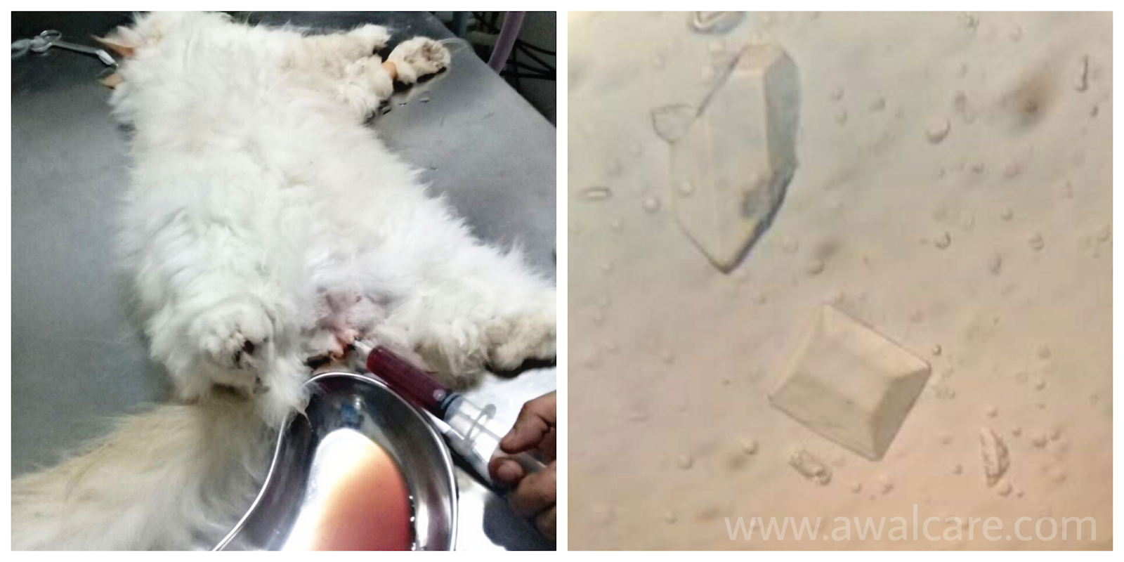 Penyebab Kucing Sakit Kencing Batu