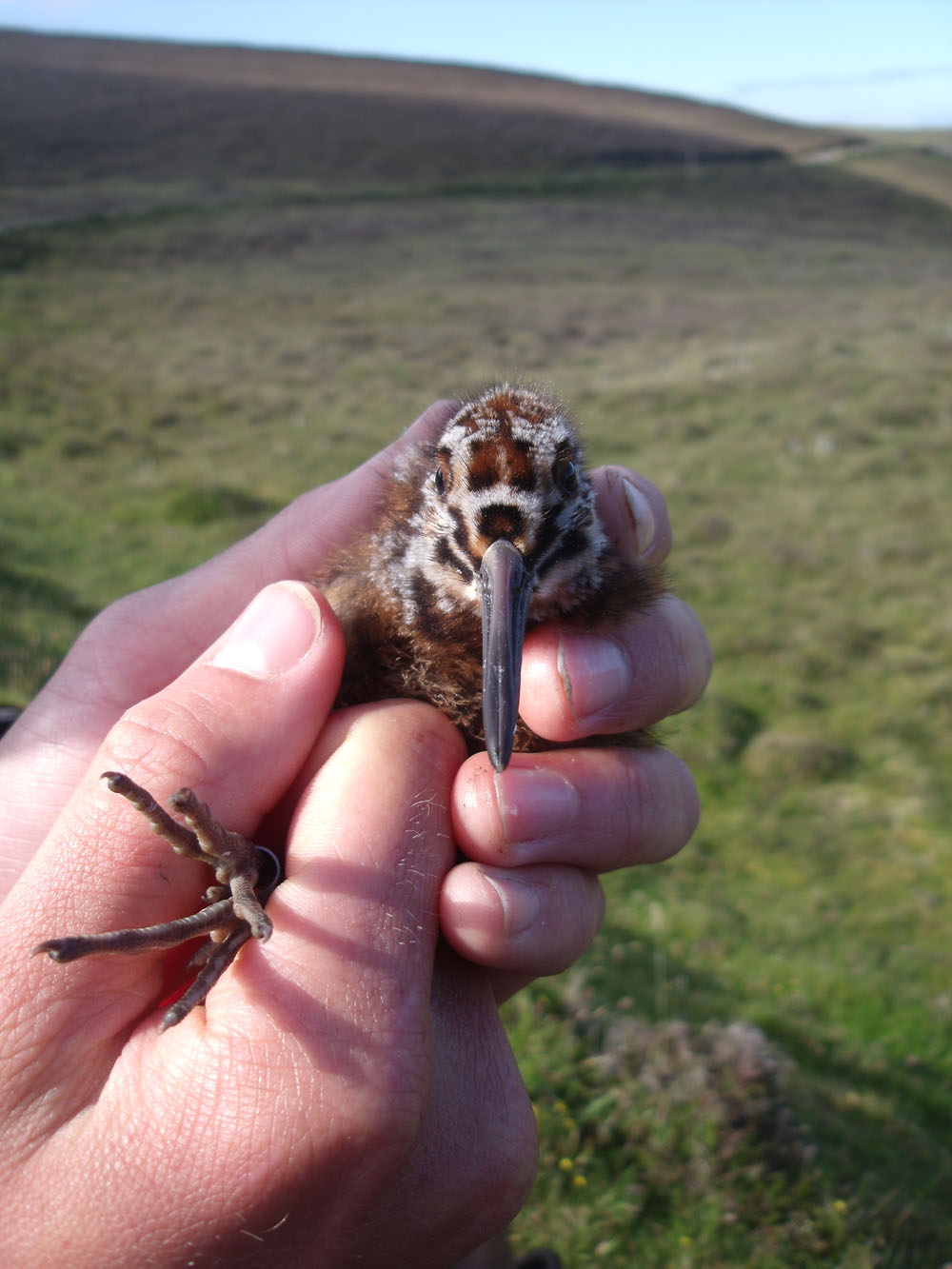 Fair Isle Bird Observatory: the Warden's diary: July 2011