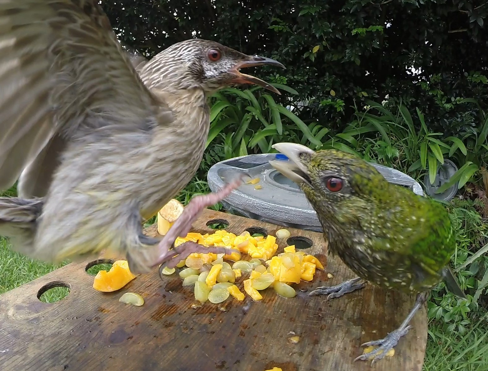 My Burra Family: The Storm Birds are back
