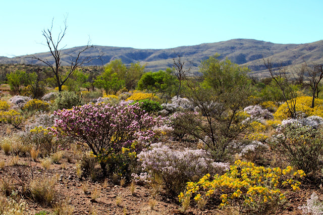 Schoers' Travels: THE PILBARA - RED ROCKS BLOOMING