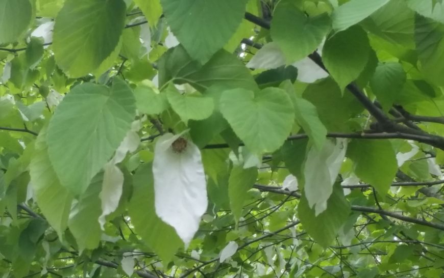 Future Plants by Randy Stewart: Davidia - Dove Tree