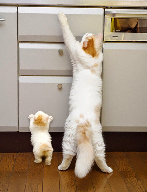 23 Photos Of Cats And Dogs With Their Insanely Cute Mini-Me Counterparts