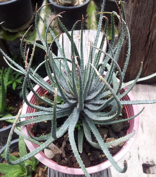 Thaisucculents: Aloe parvula
