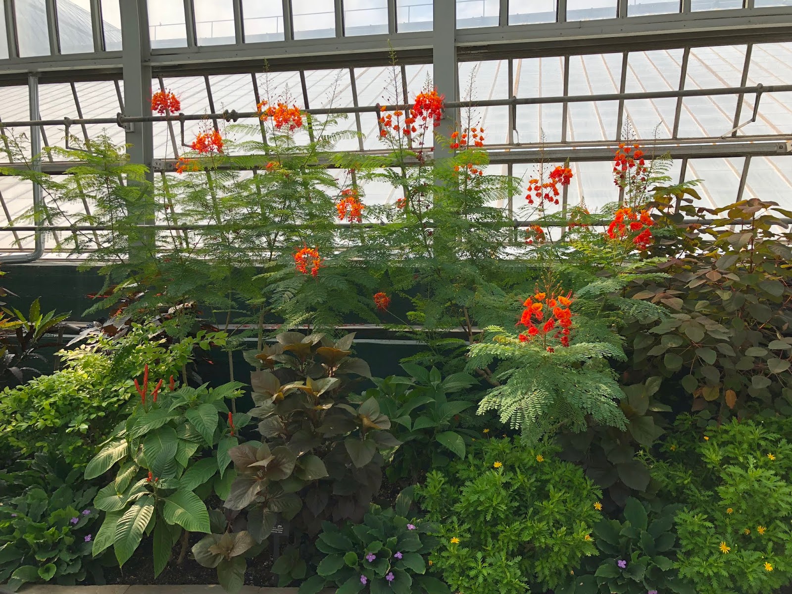 Vivero Growers Garden: A Tour of Garfield Park Conservatory, Chicago