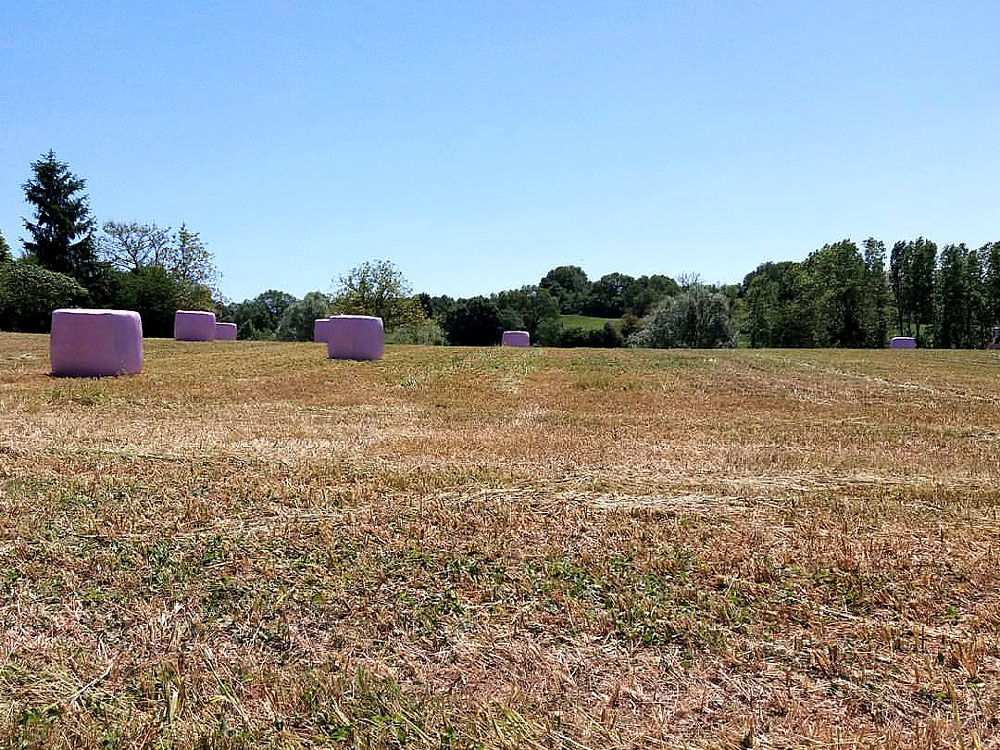 Days on the Claise: Pink Hay Bales