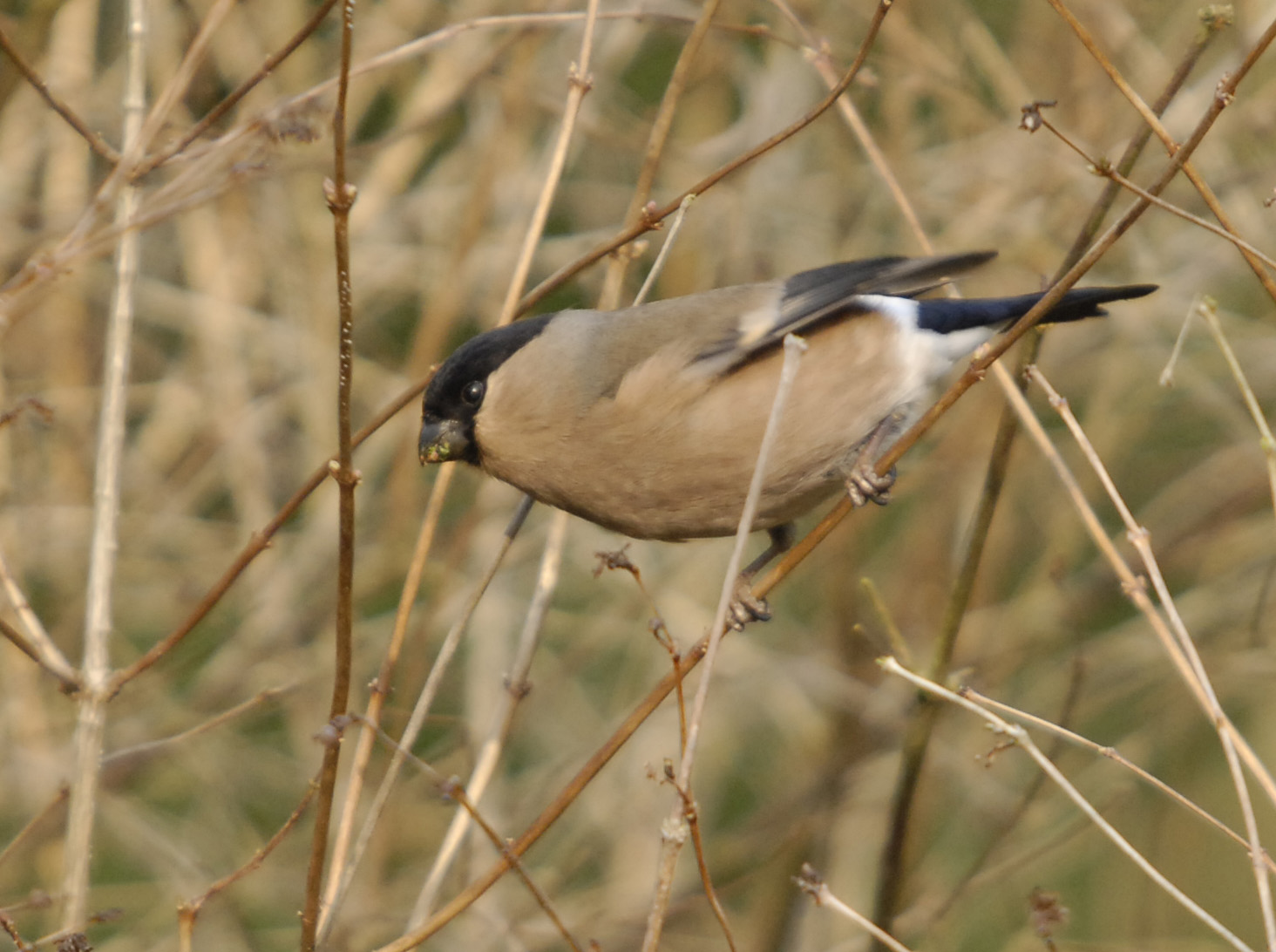 BirdWatch Ireland's Conservation Team blog: Irish Garden Birds - Bulky ...