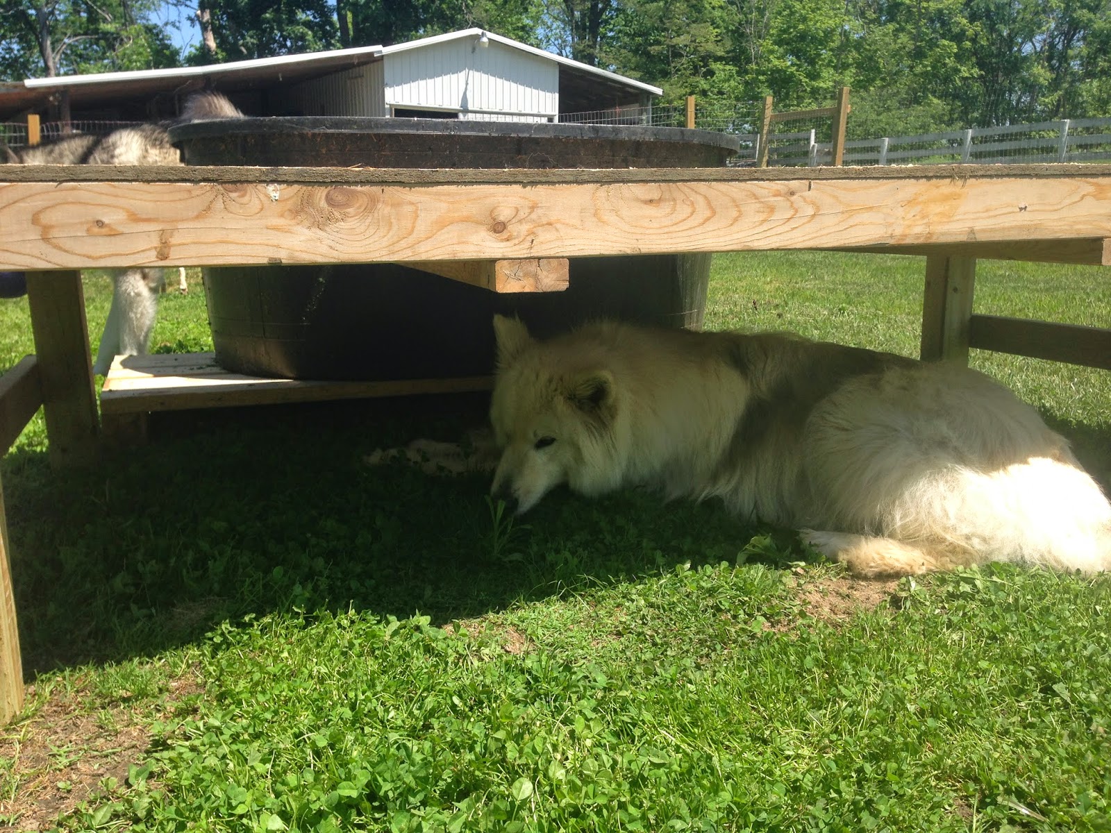 My Rotten Dogs: Ideas for Dog Enrichment Activities Outdoors