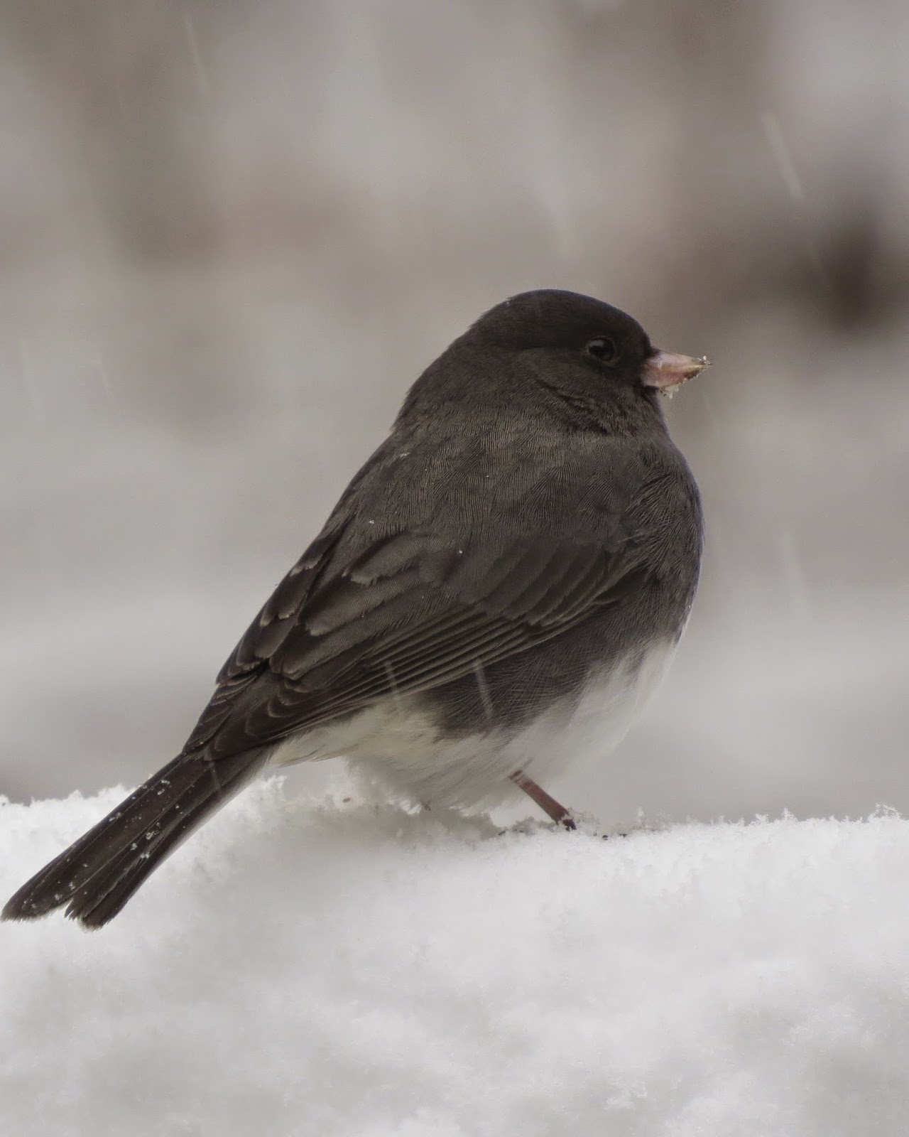 Things with Wings: Dark-Eyed Junco