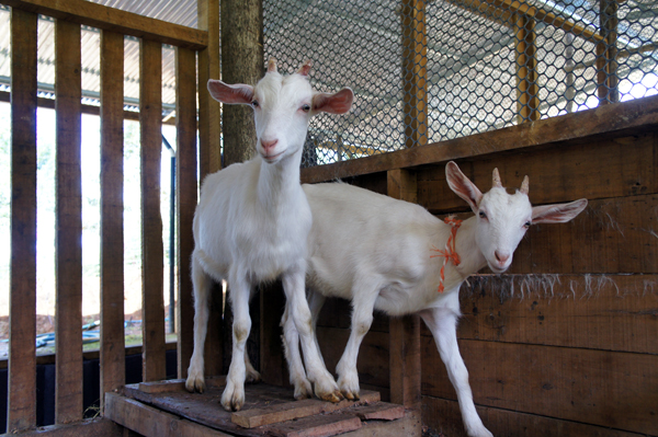 Monte Azul: NEW GOATS ARRIVE!