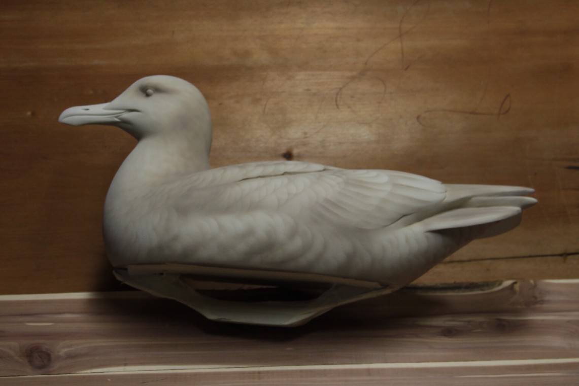 New England Coastal Birds: The Great White-winged Gull of the North ...