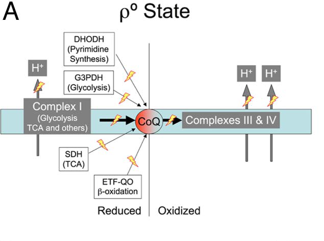Hyperlipid: Rho zero cells