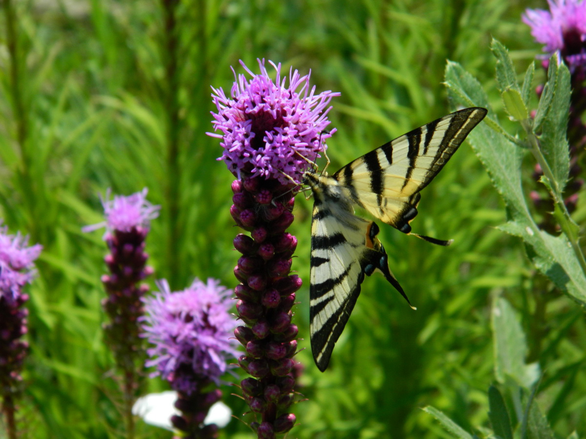 LA MULTI ANI, ROMANIA!: Fluture pe flori mov