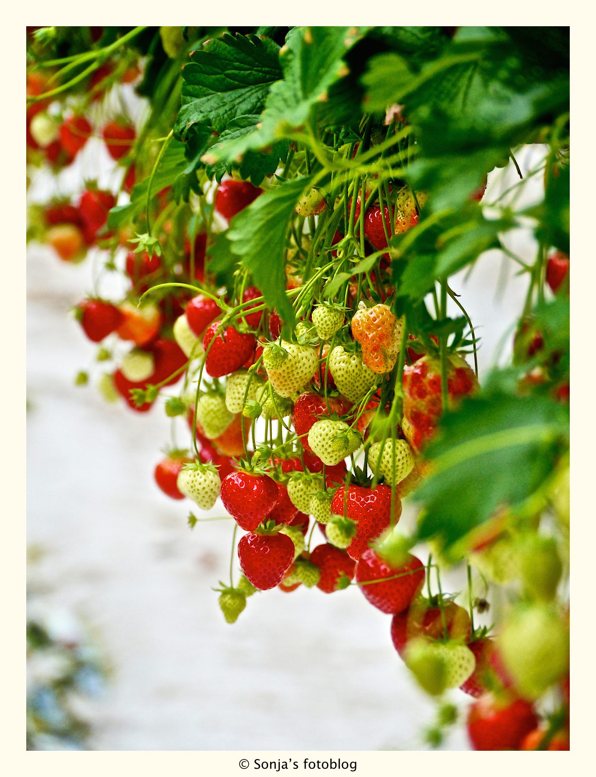 Sonja's fotoblog: Op bezoek bij ‘t Grinte hof in Lokeren (Aarbeienteelt)