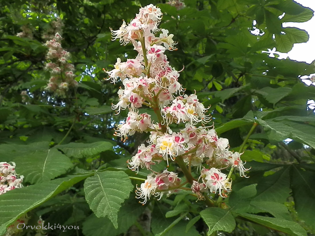 orvokki4you: kastanja kukkii