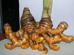 Budidaya Temulawak (Curcuma xanthorrhiza) | anakagronomy[dot]com