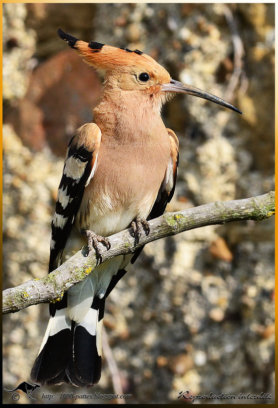 WILDLIFE GATEWAY: Huppe fasciée - Upupa epops 02