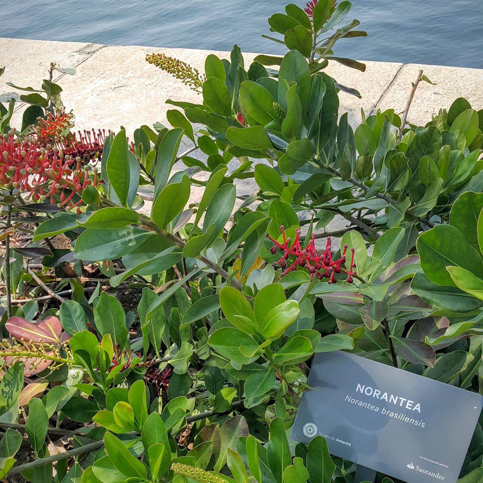 "Verdade//aspas" : 👪 Marcgraviaceae (Norantea brasiliensis)