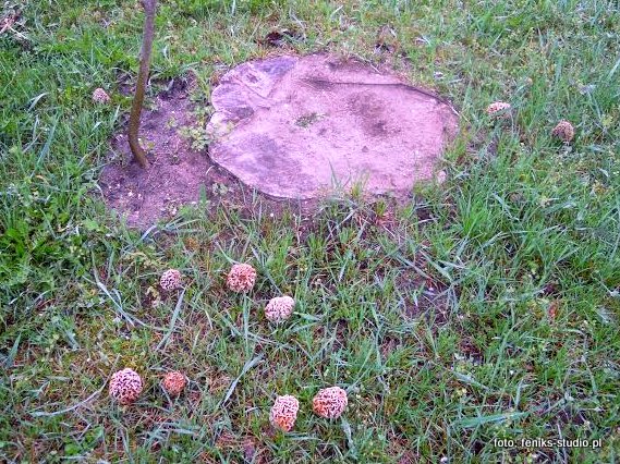 Grzyby gatunkami. Smardz jadalny. Smardz zwyczajny | Smaczna Pyza