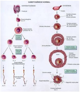 Biologia: Gametogénese