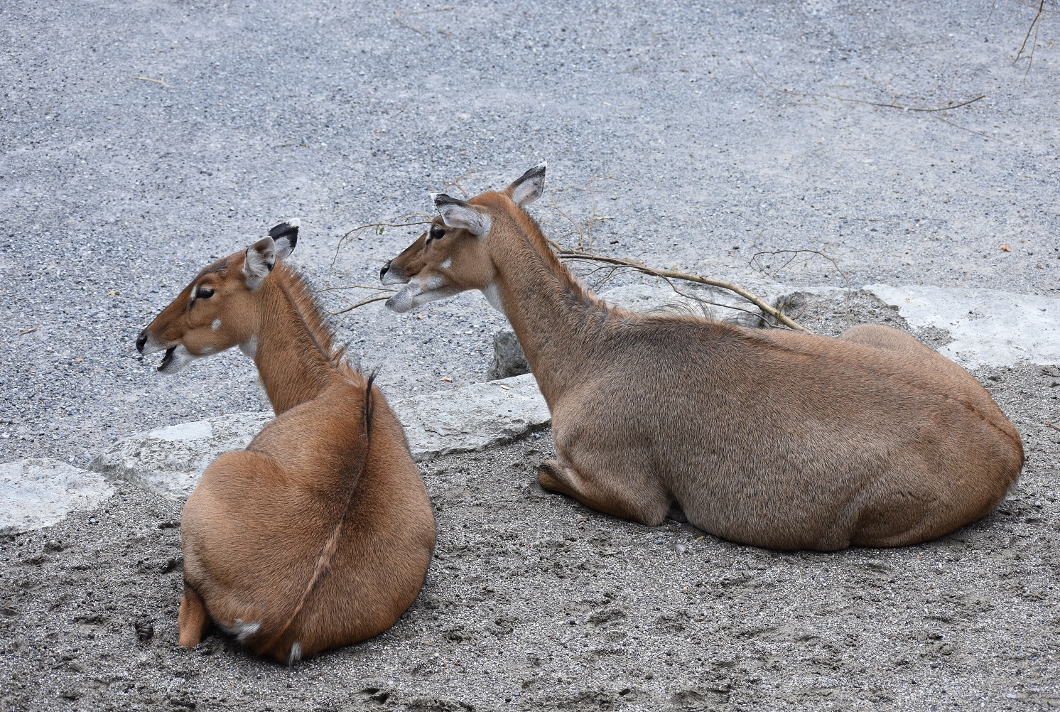 ZOOTOGRAFIANDO (6.100 ANIMALS): NILGO, NILGHAI O TORO AZUL / NILGAI ...