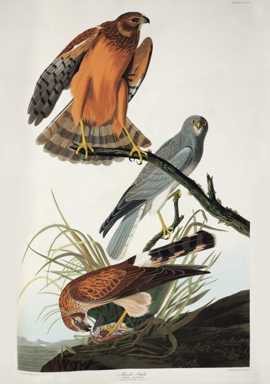 Male, female, and juvenile Northern harriers (Marsh Hawk) from Audubon ...