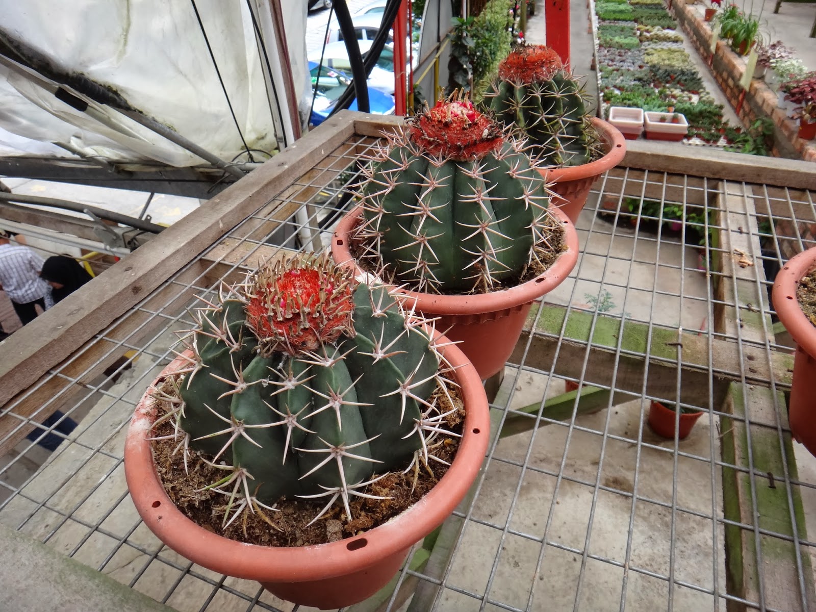Jenis Pokok Bunga Hiasan Taman Gif