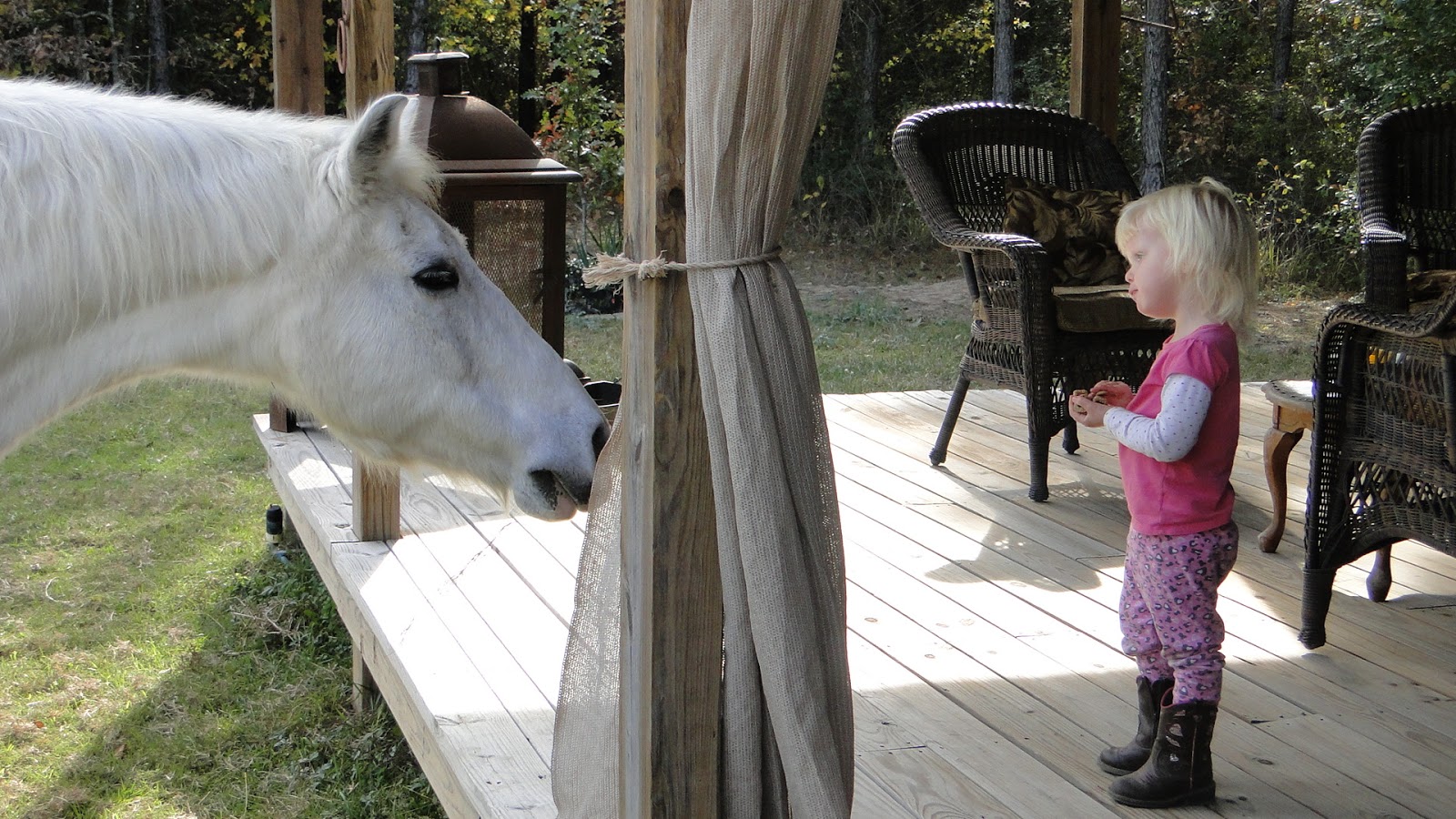 Feathered Quill Book Reviews: Interview with Award-Winning Author Susan ...