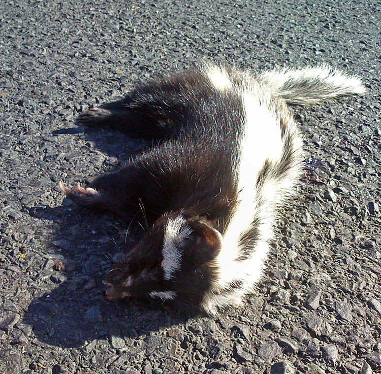 Remote Camera Trap - South Africa