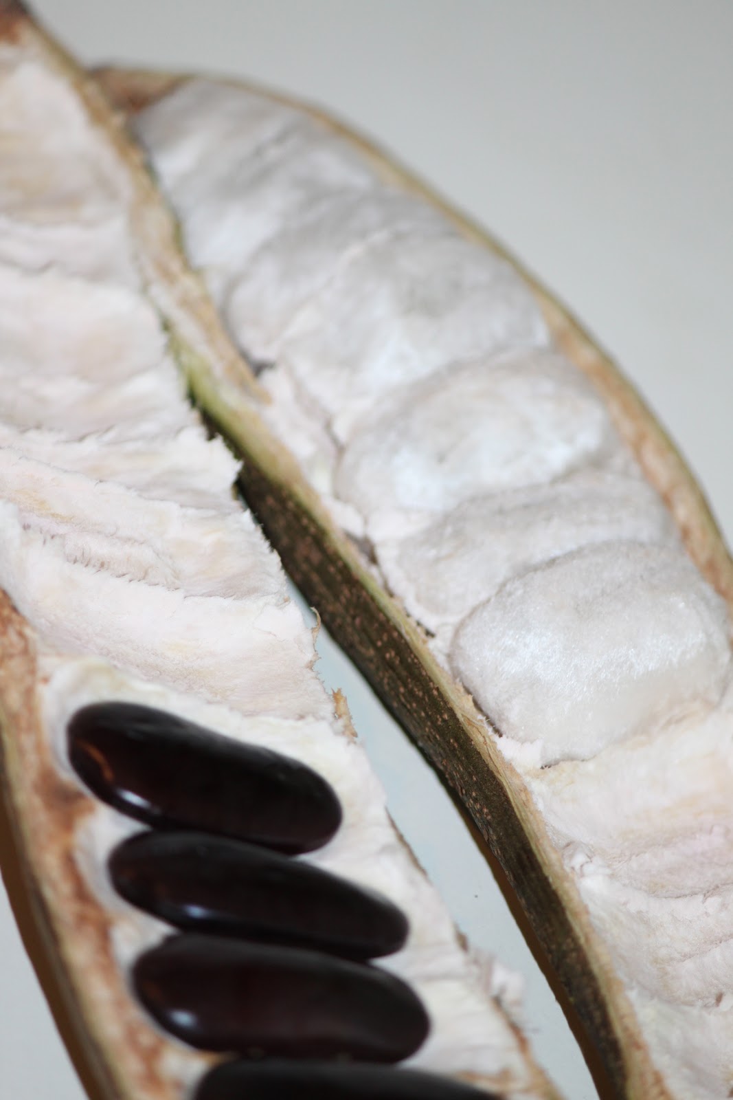 Tomates Verdes: Guama (inga edulis)