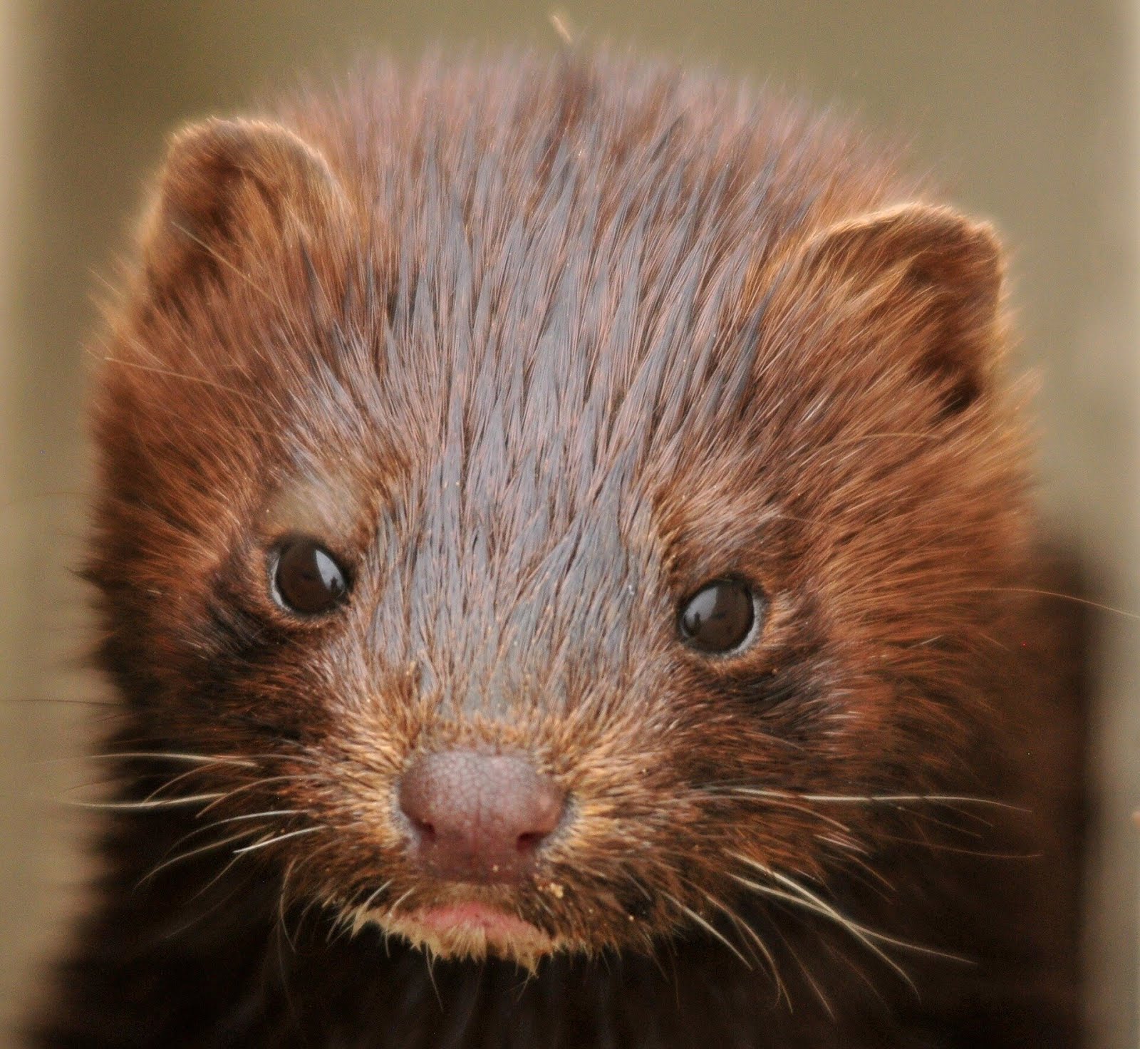 The birth of Modern Man: Dutch to cull thousands of mink after farm ...
