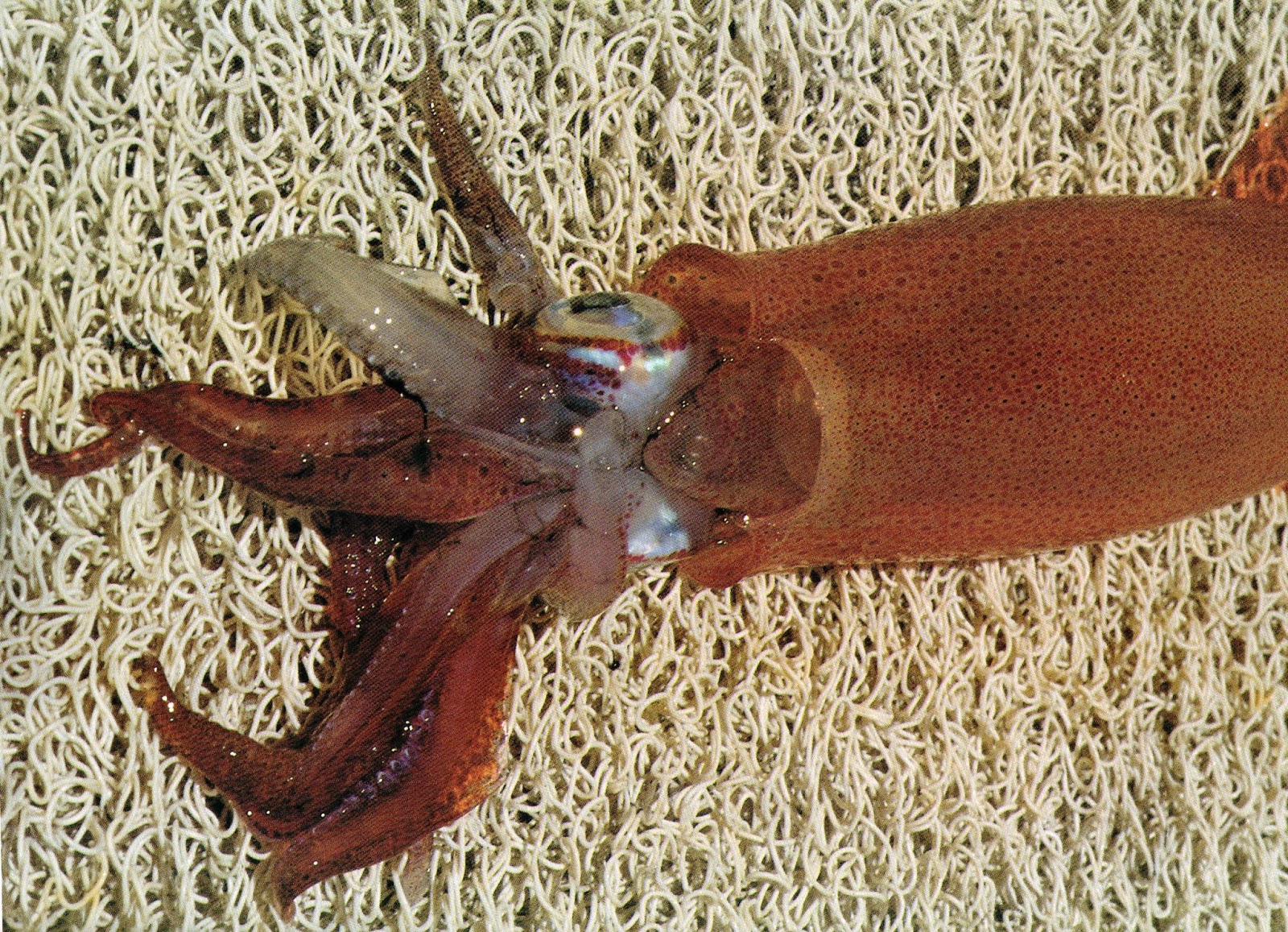 Revista Aruanã Lazer e Esporte no Meio Ambiente: DICIONÁRIO ARUANÃ ...