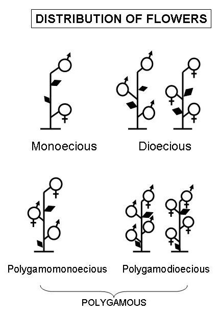 INTRODUCTION TO FLOWER STRUCTURE